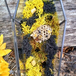 Oddity Terrarium, Bumble Bee Oddity With Hive and Onyx and Citrine ...