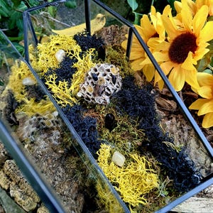 Oddity Terrarium, Bumble Bee Oddity With Hive and Onyx and Citrine ...