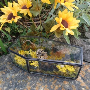 Oddity Terrarium, Bumble Bee Oddity With Hive and Onyx and Citrine ...
