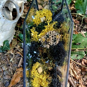 Oddity Terrarium, Bumble Bee Oddity With Hive and Onyx and Citrine ...