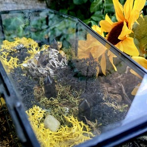 Oddity Terrarium, Bumble Bee Oddity With Hive and Onyx and Citrine ...