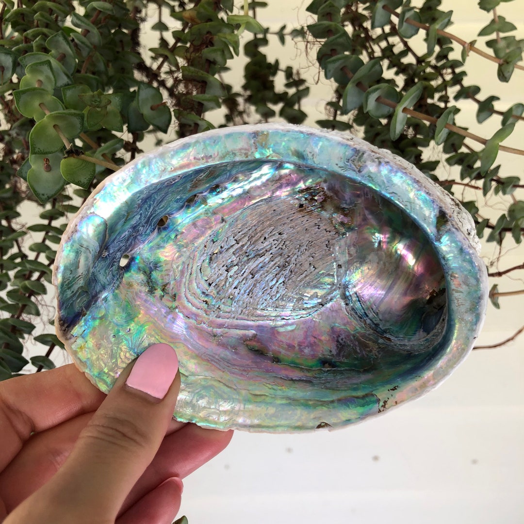 Paua Shell, Natural Paua Shell, Abalone Shell, Smudging Shell, Smudging ...