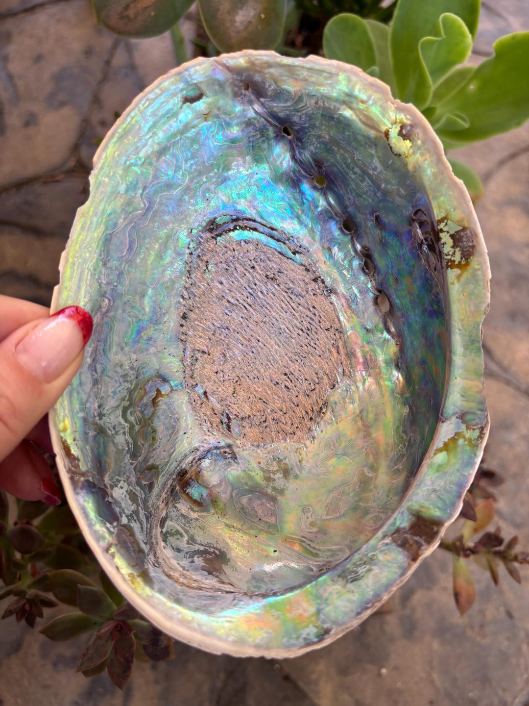 Large Paua Abalone Sea Shell | Shimmering Aqua, Seafoam & Lilac ...