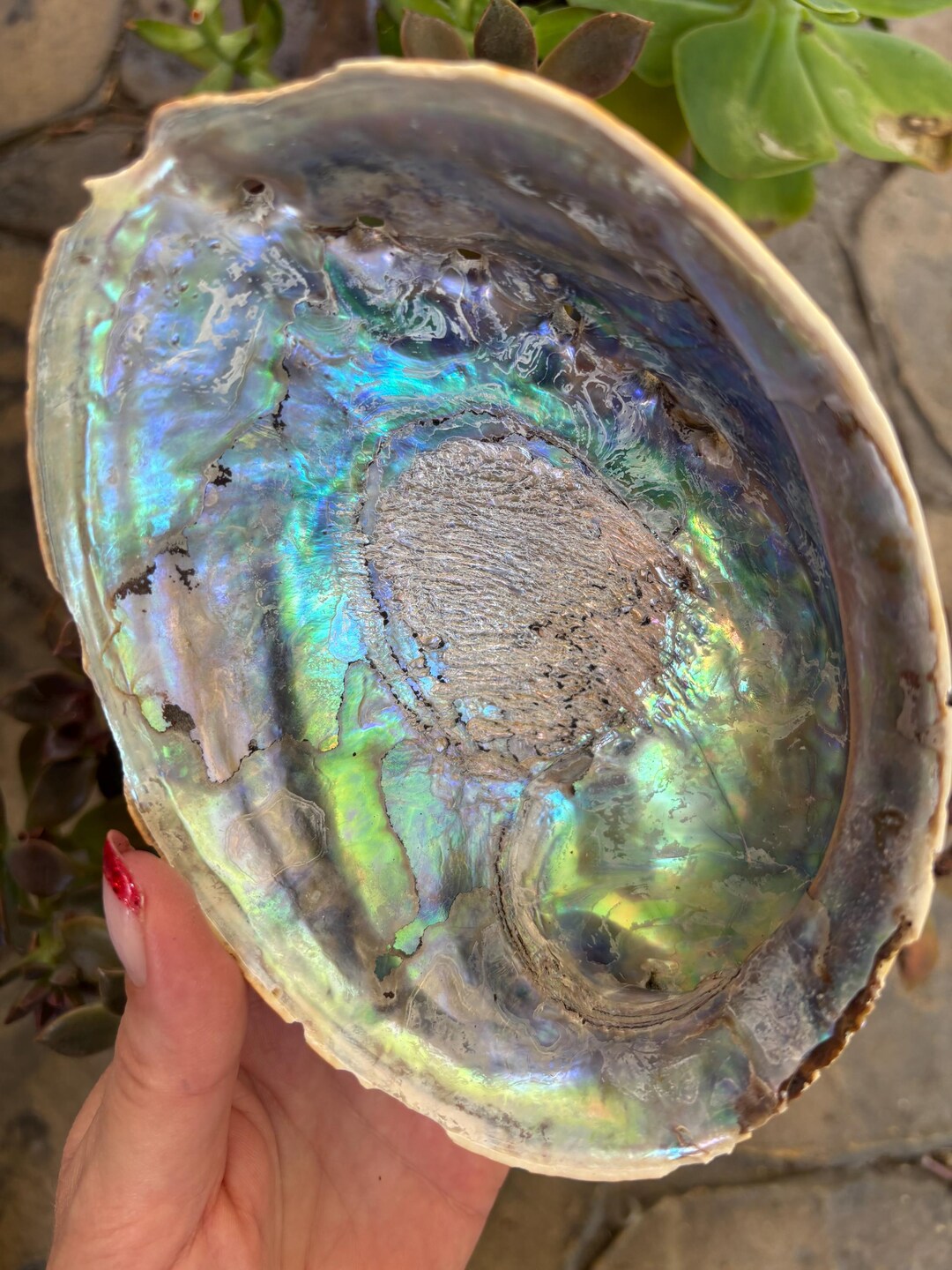 Paua Abalone Sea Shell | Sea Spirit Smudge Holder for Intuition, Ritual ...
