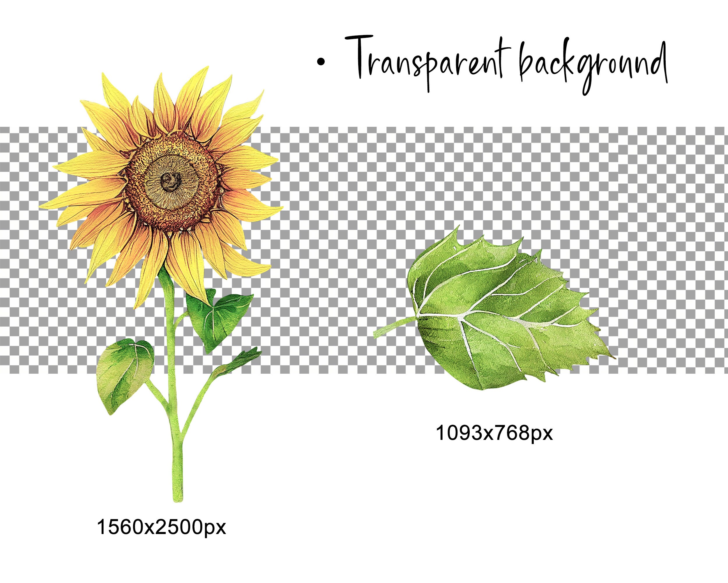 Watercolor Sunflower Clipart - Floral Clipart, Sunflowers PNG, Summer ...