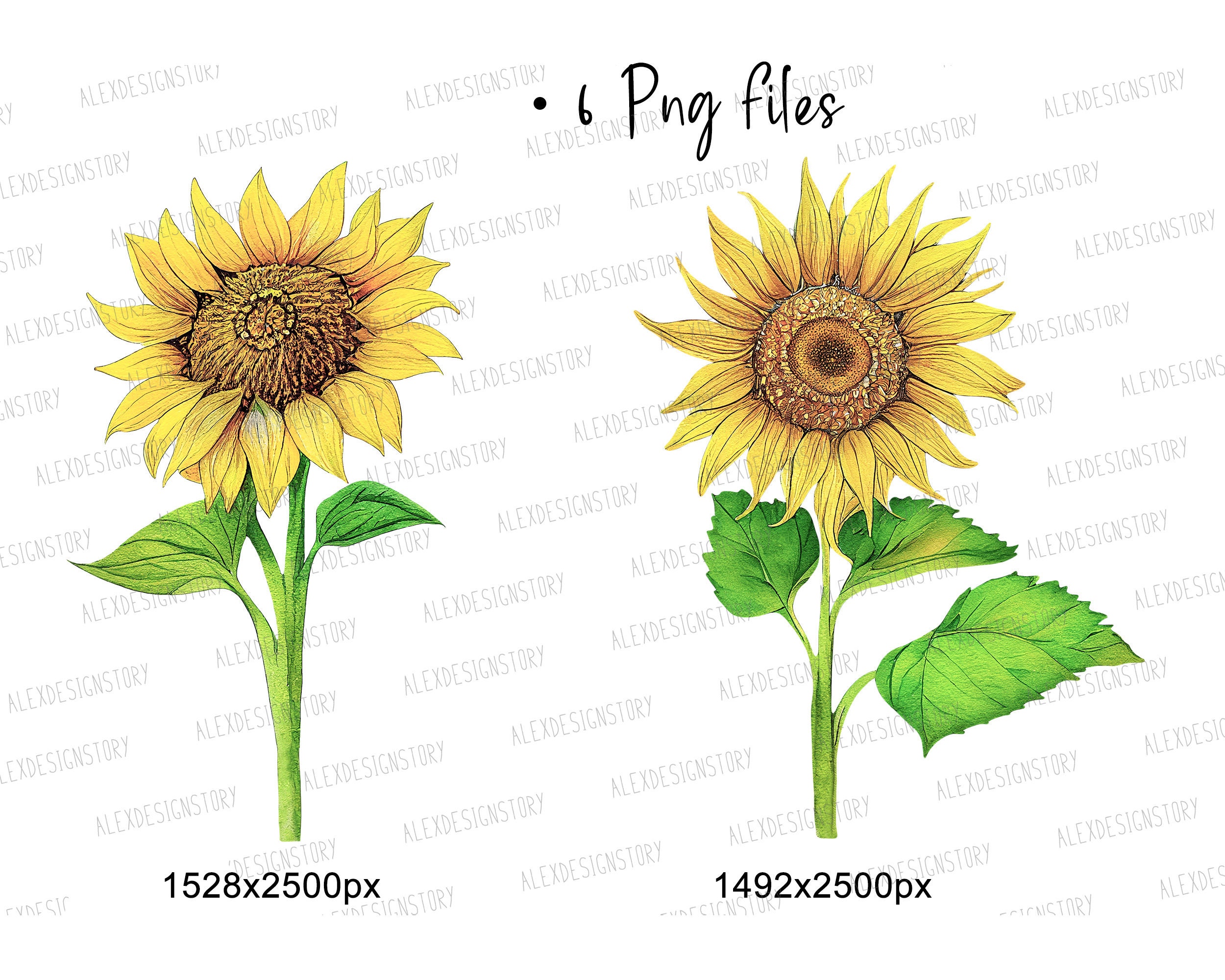Watercolor Sunflower Clipart - Floral Clipart, Sunflowers PNG, Summer ...