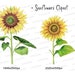 Watercolor Sunflower Clipart - Floral Clipart, Sunflowers PNG, Summer ...