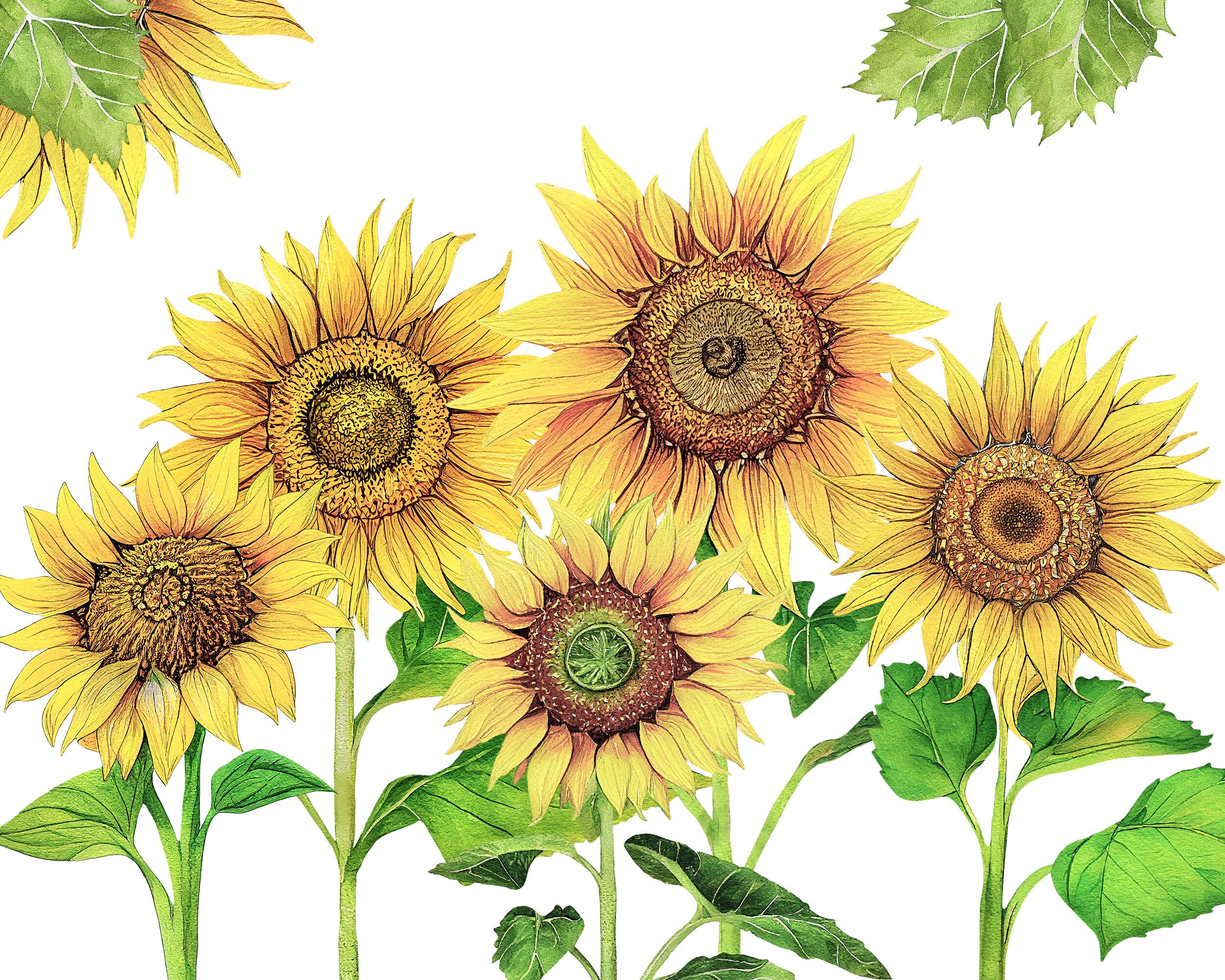 Watercolor Sunflower Clipart - Floral Clipart, Sunflowers PNG, Summer ...