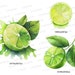 Watercolor Lime Clipart - Tropical Fruit, Citrus Fruit, Lime Slices ...