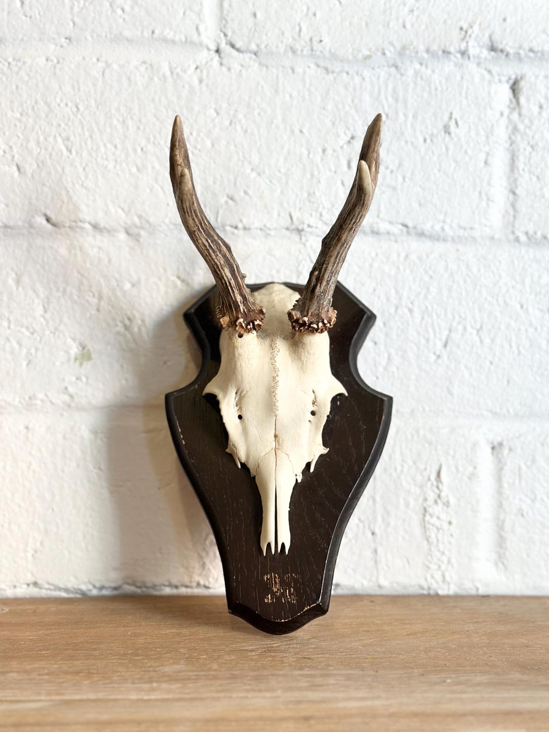 Vintage Roe Buck Mount (small) - Etsy