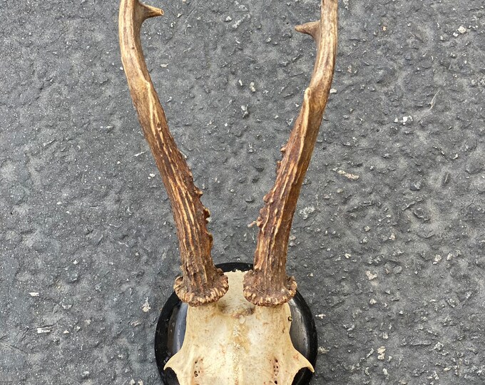 Small Antler Mount - Etsy