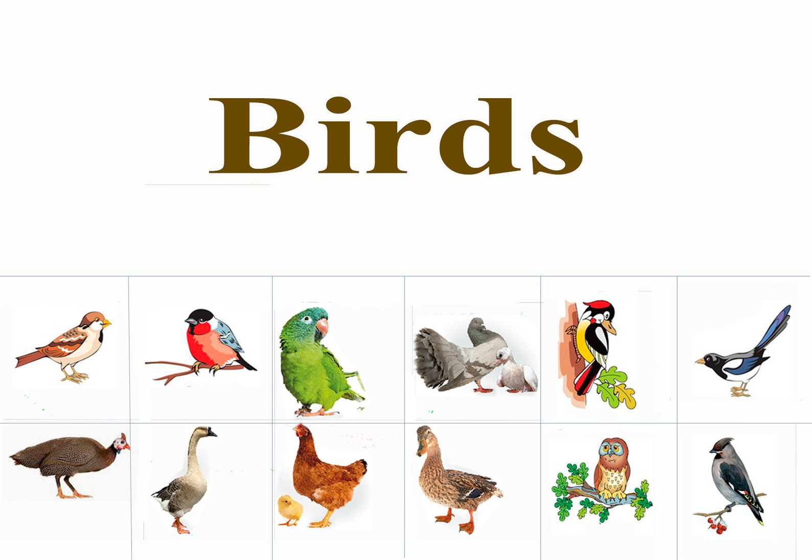 Birds flash cards printable Nature Study Digital Download PDF | Etsy