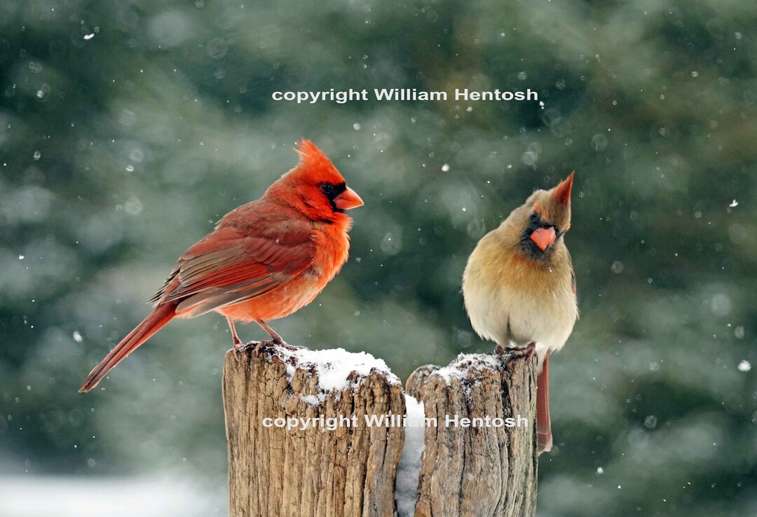 Cardinals, Cardinal Couple, Photography, Male Cardinal, Female Cardinal ...