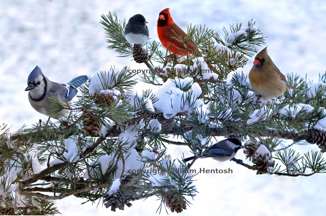 Winter Songbirds, Blue Jay, Male and Female Cardinal, Chickadee, Junco ...