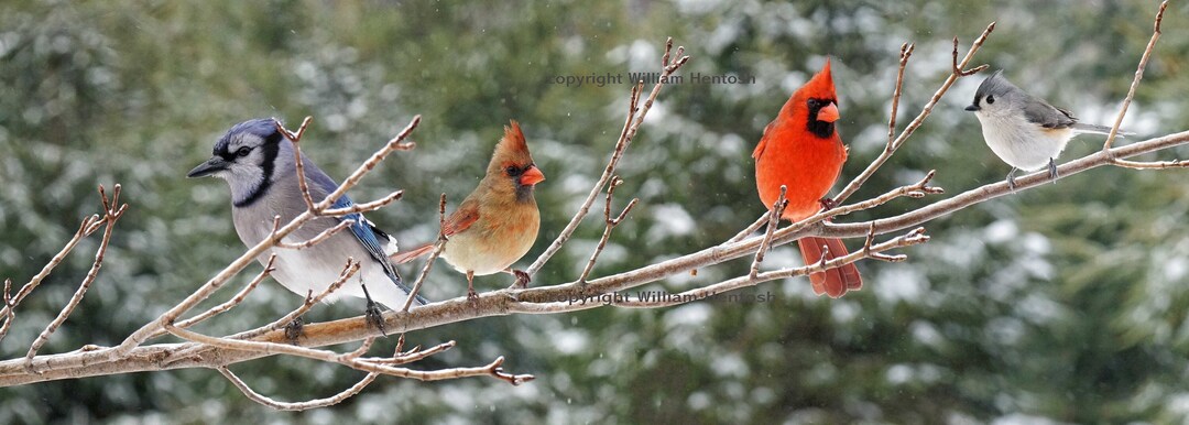 Winter Songbirds, Blue Jay, Male Cardinal, Female Cardinal and Titmouse ...
