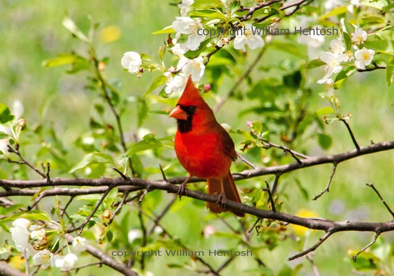 Spring Cardinal Bird Wallpaper