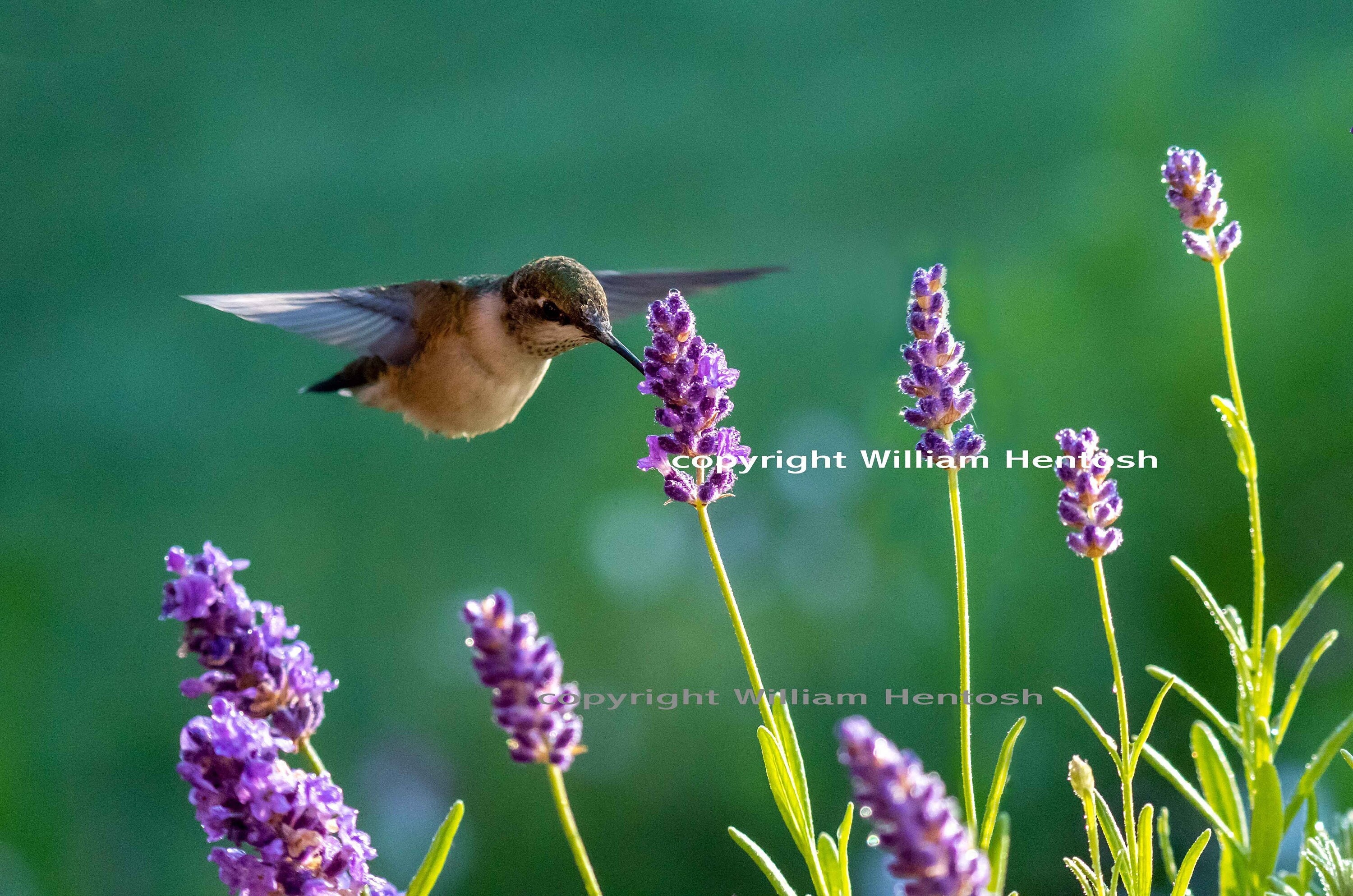 Hummingbird, Ruby Throated, Photography, Bird Art, Humming Bird ...