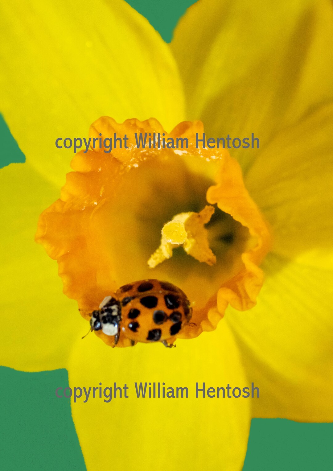 Ladybug, and Daffodil Flower, Photography, Lady Bug, Macro Photo ...