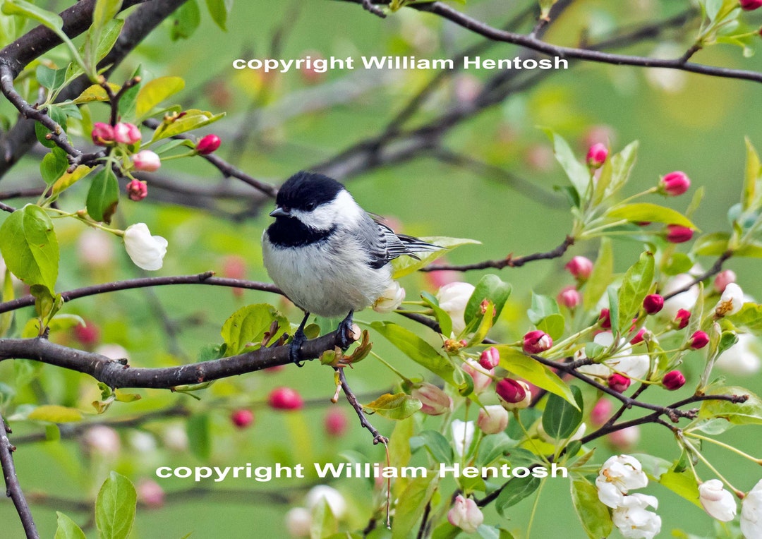 Blackcap Chickadee, Spring Setting, Photography, Bird Wildlife, Photo ...