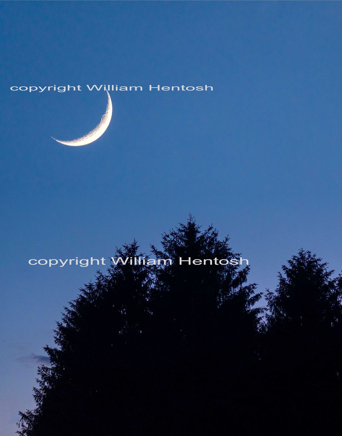 Crescent Moon and Trees, Two Settings Available, See Secondary Photo ...