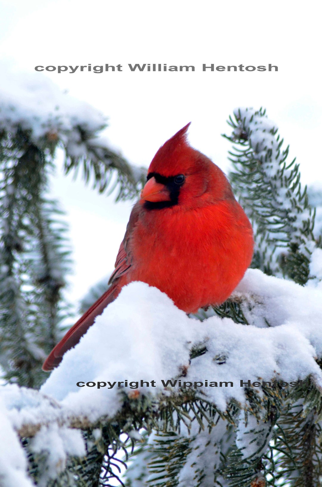 Cardinal, Male, Photography, Print for Framing, Northern Cardinal ...