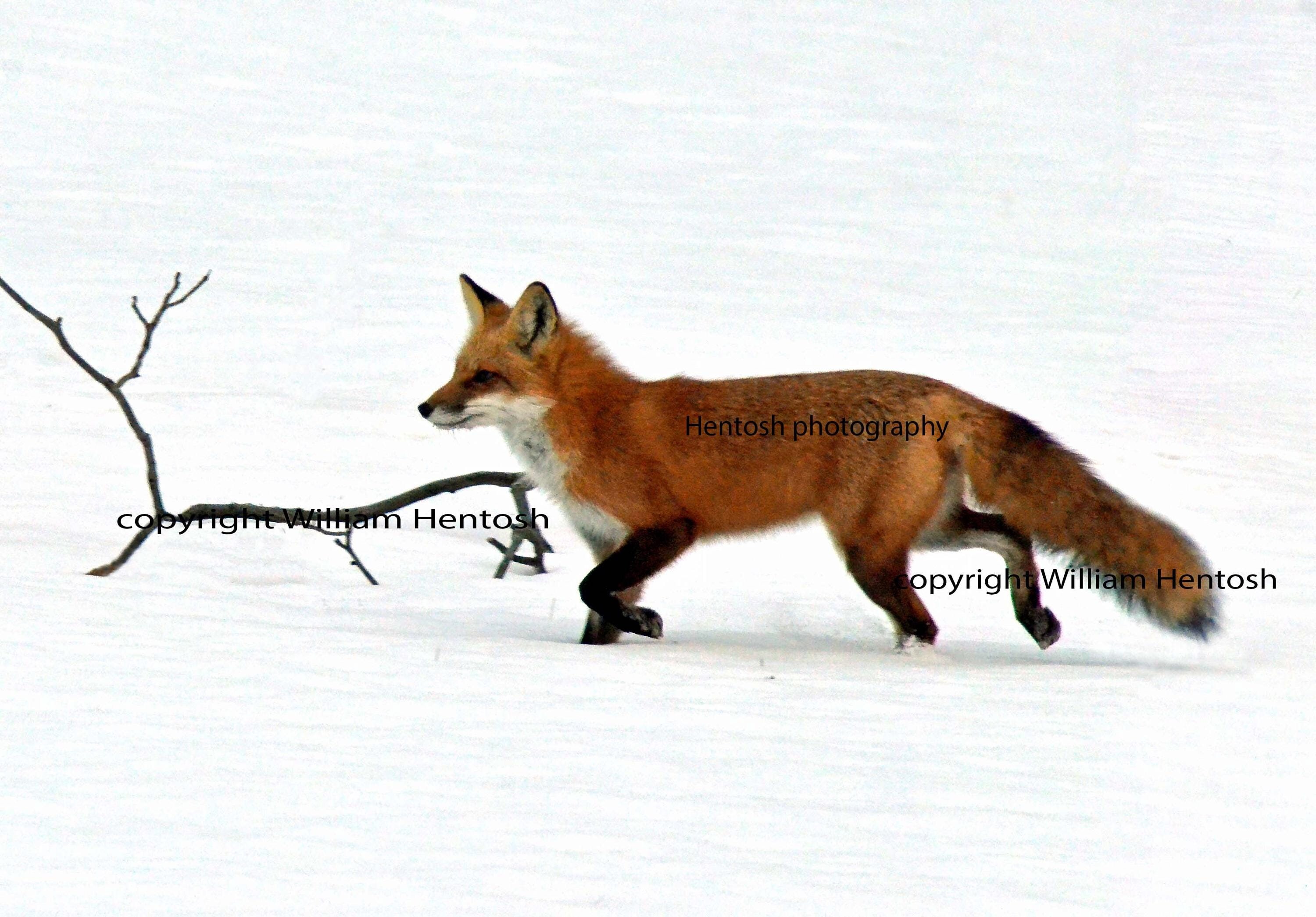 Red Fox, in Winter, Photography, Wildlife, Photo, Snow Setting, Fox on ...