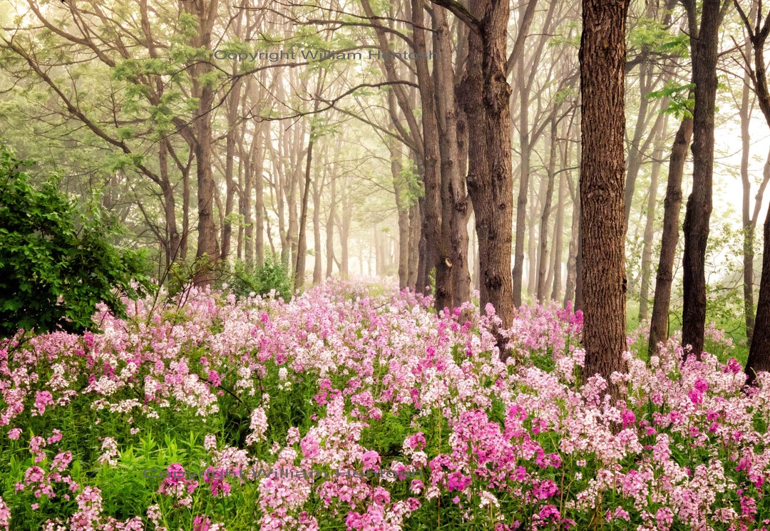 Forest and Flowers, Photography, Foggy Forest, Fog and Wildflowers ...