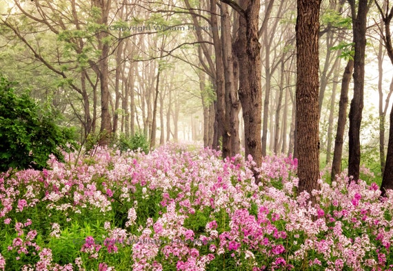 Morning Forest Flower