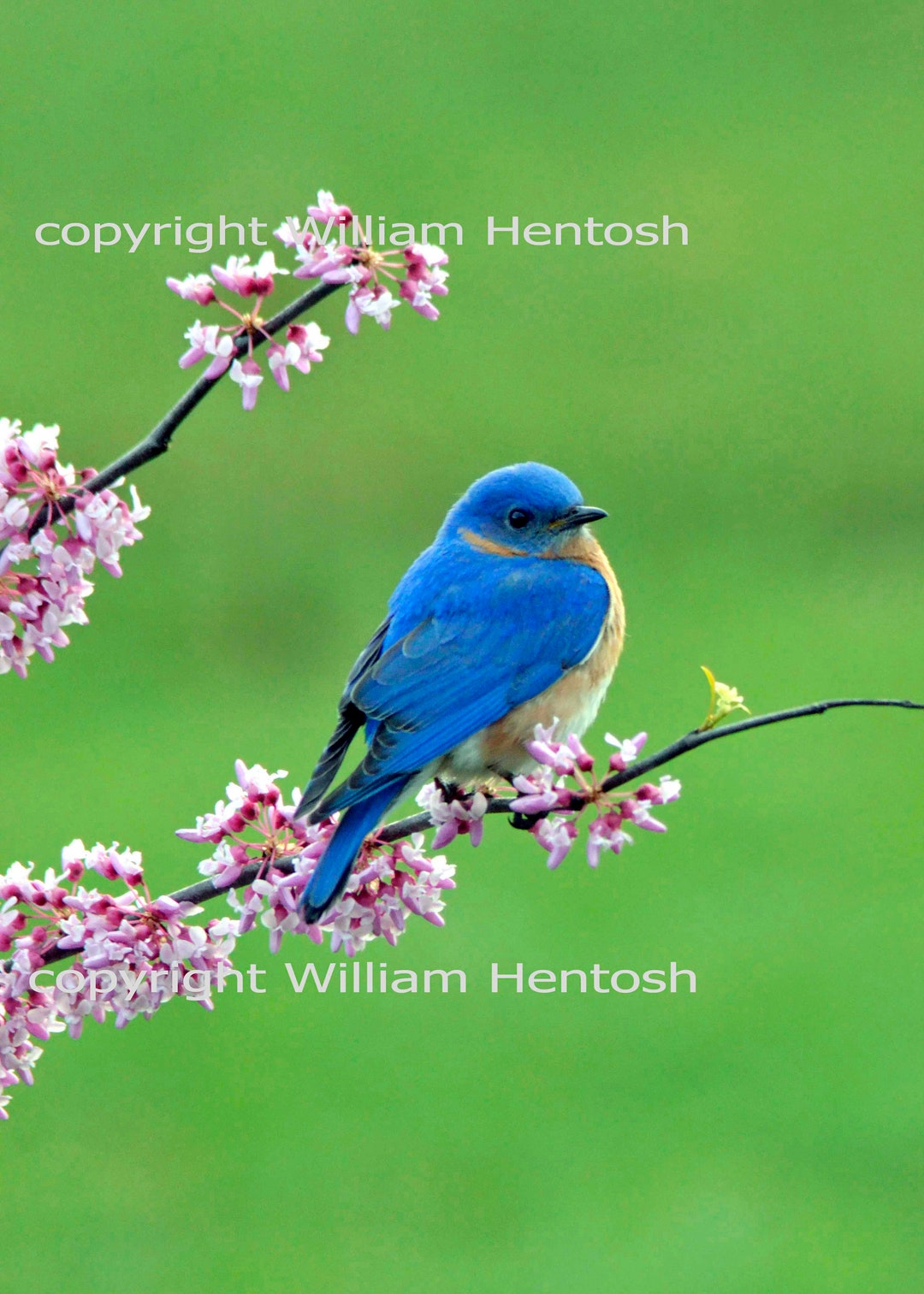 Bluebird, Photography, Male, Blue Bird, Bird Wildlife, Photo, Eastern ...