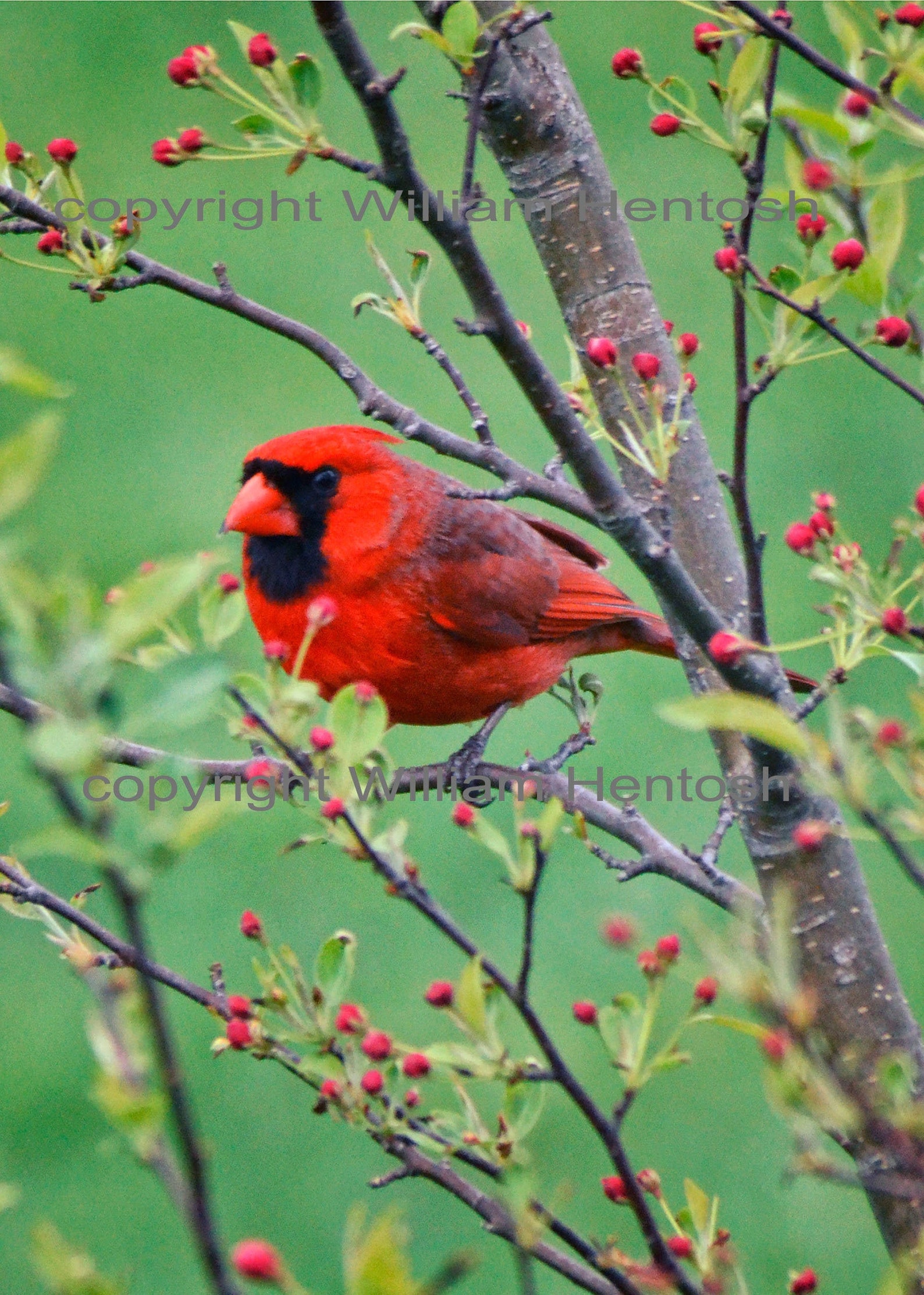 Cardinal, Pair, Photography, Northern Cardinal, Male & Female Print ...