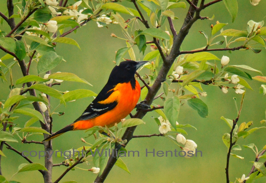 Baltimore Oriole Photography Orioles Fine Art Male Baltimore Oriole Spring Birds Etsy