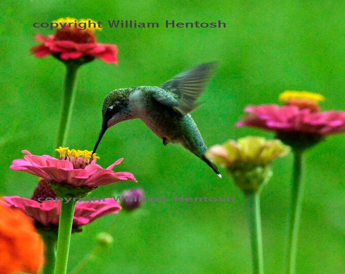 Hummingbird, Ruby Throated, Photography, Hummingbirds, , Zinnias ...