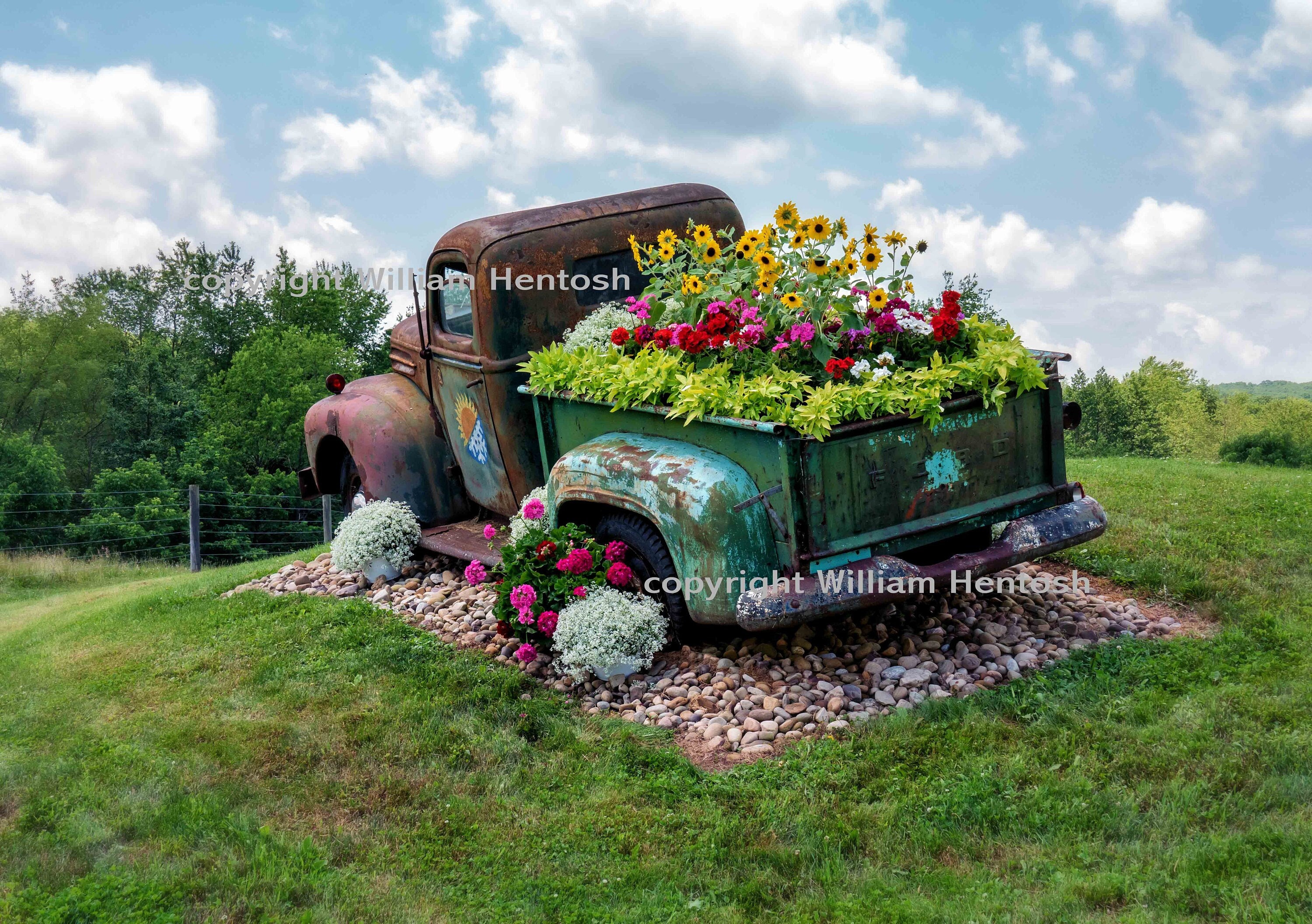 Rustic Truck and Flowers, Vintage Pickup, Photography, 1946 Ford Pickup ...