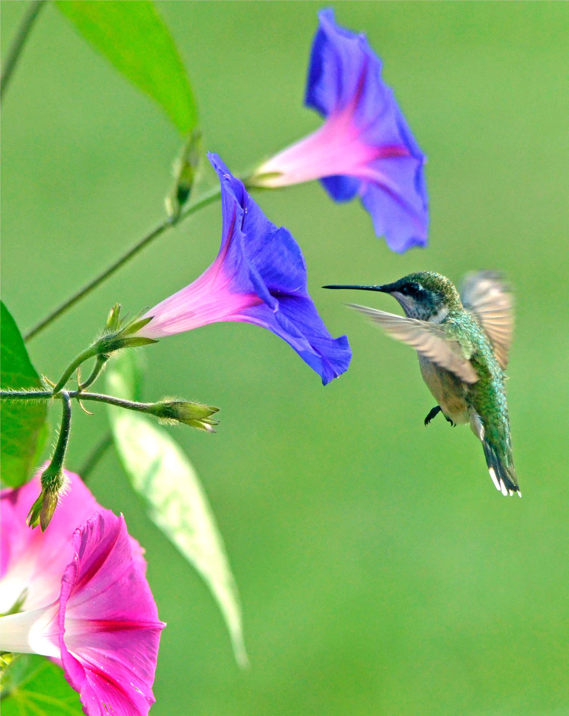 Hummingbird, Ruby Throated, Photography, Bird Wildlife, Photo, Morning ...
