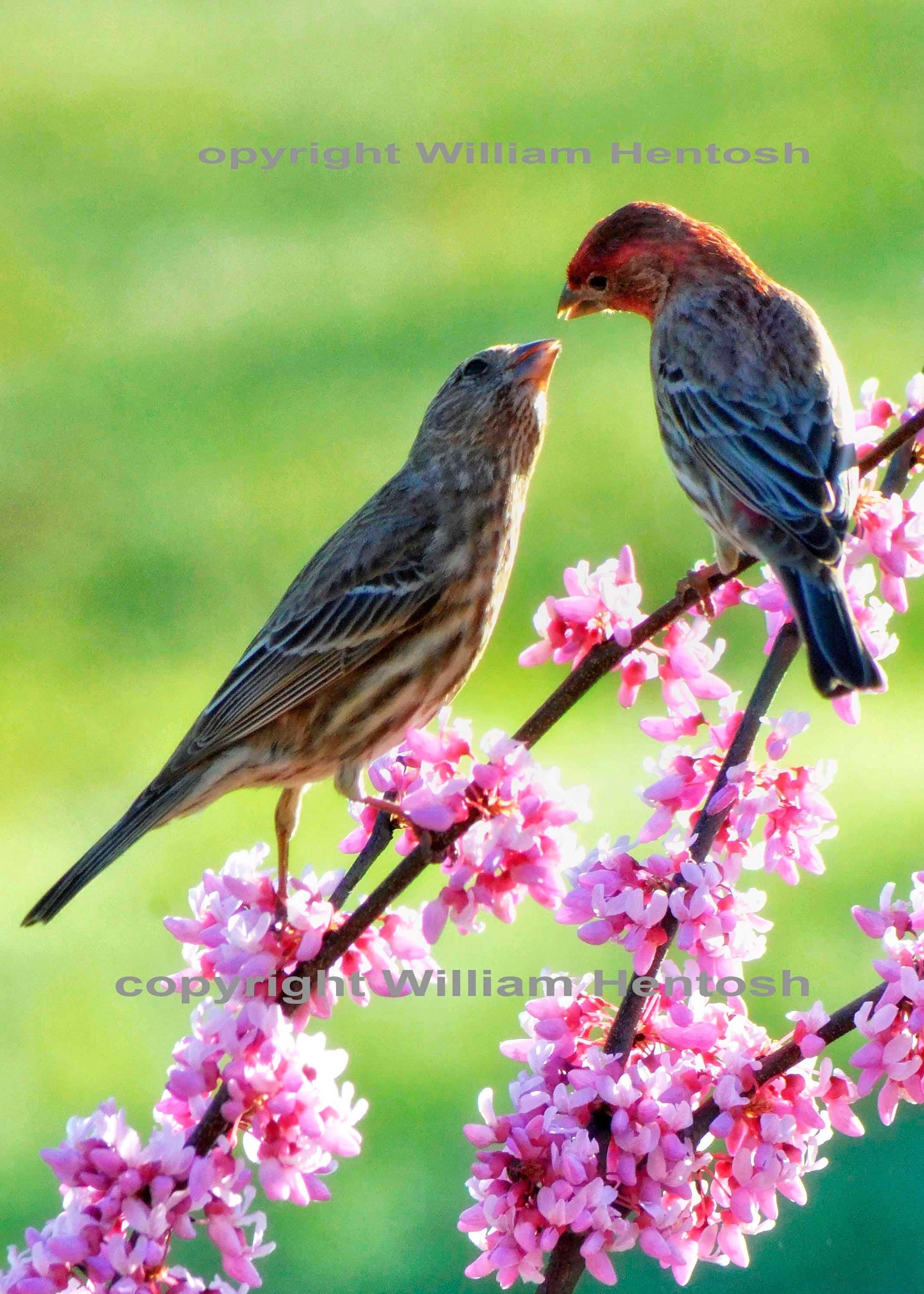 Purple Finches, Photography, Purple Finch Couple, Bird Wildlife, Male ...