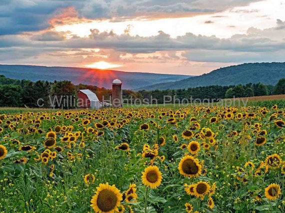 Sunflowers Sunset Over Country Barn Photography Sunflower | Etsy
