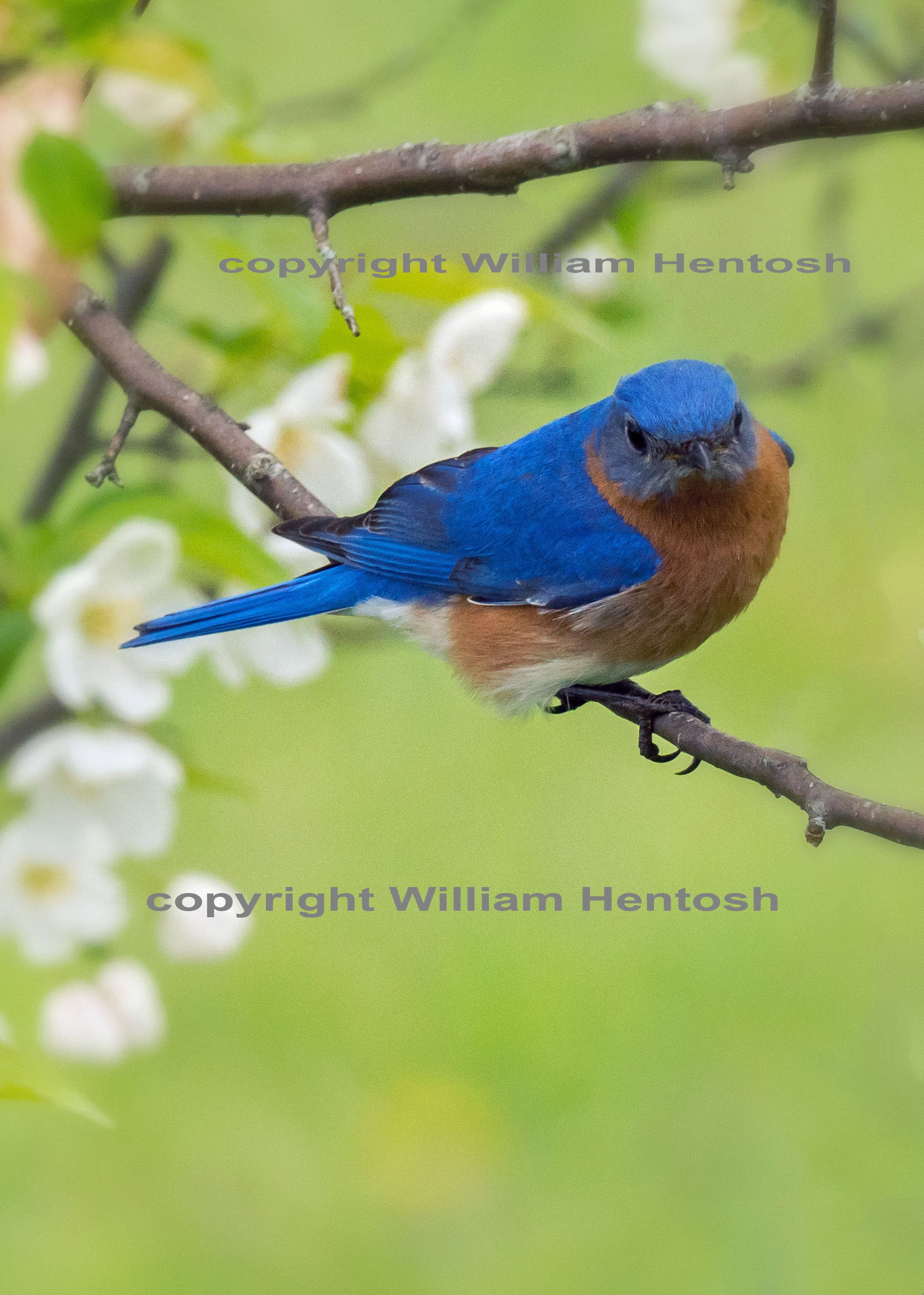 Bluebird, Photography, Male Bluebird, Bird Wildlife, Eastern Blue Bird ...