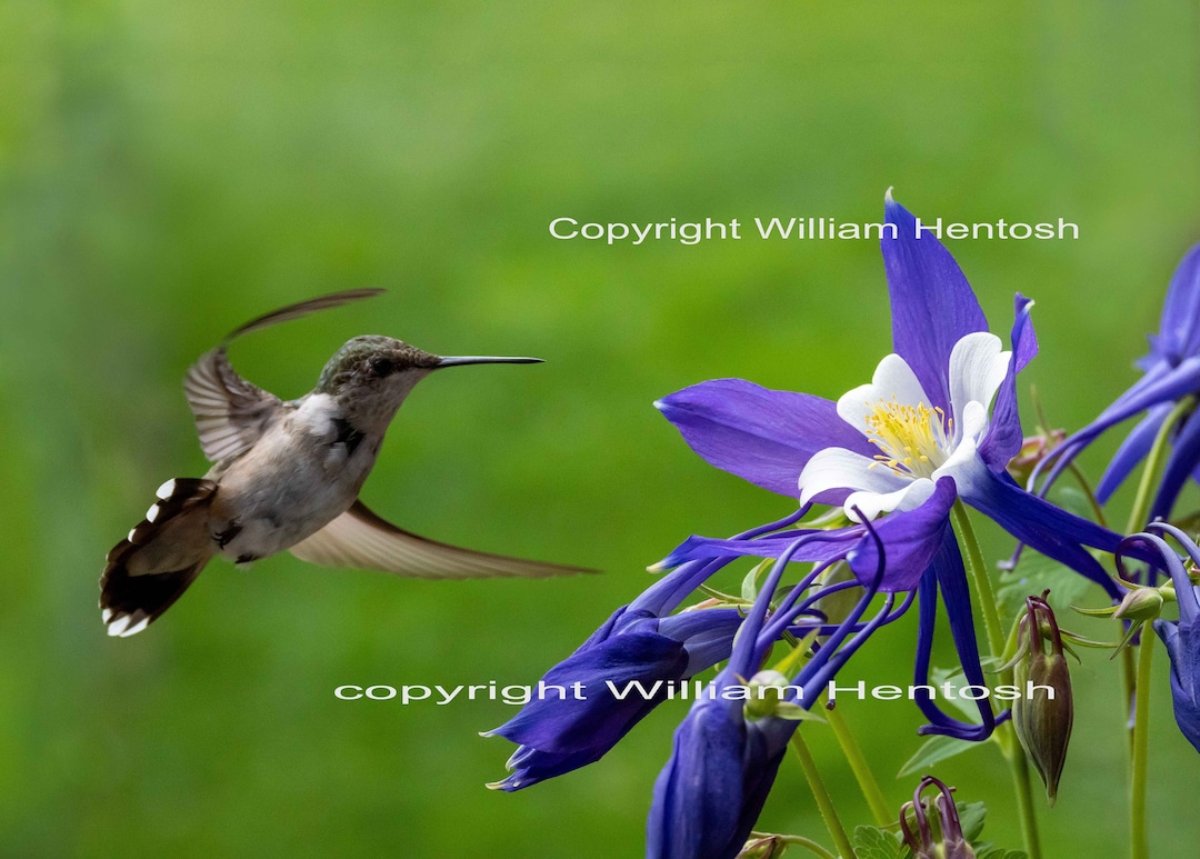 Hummingbird, Ruby Throated, Photography, Rocky Mountain Blue Columbine ...