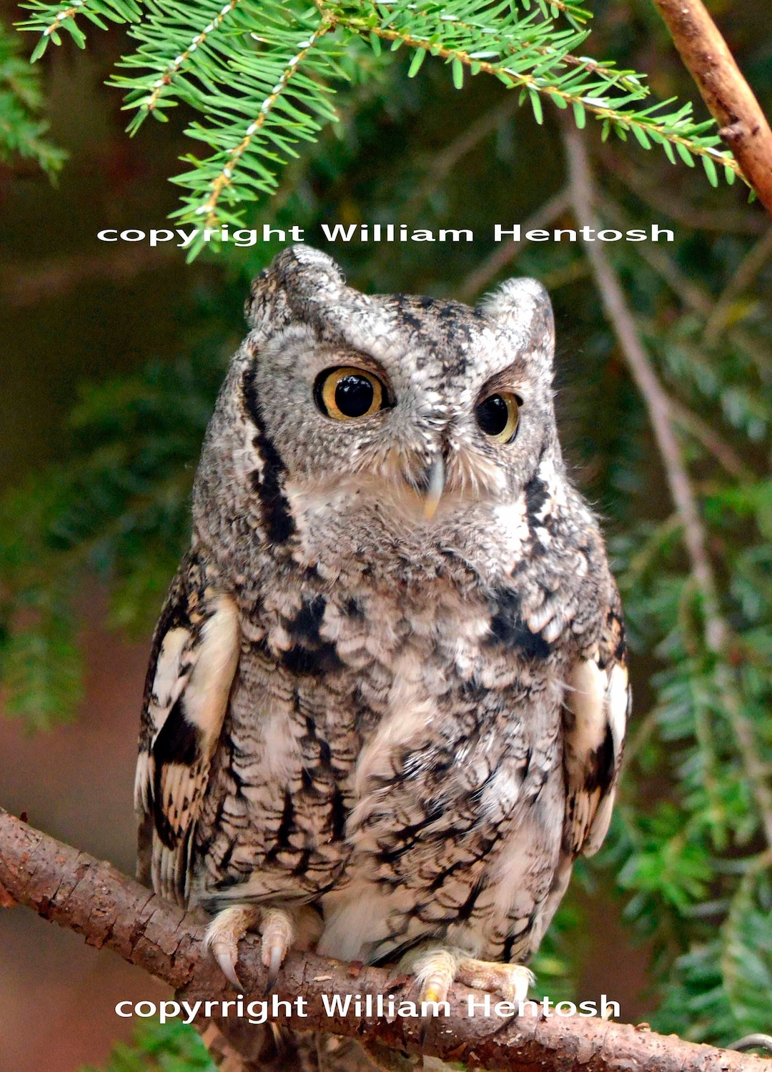 Screech Owl, Eastern Screech Owl, Photography, Juvenile, Young Screech ...
