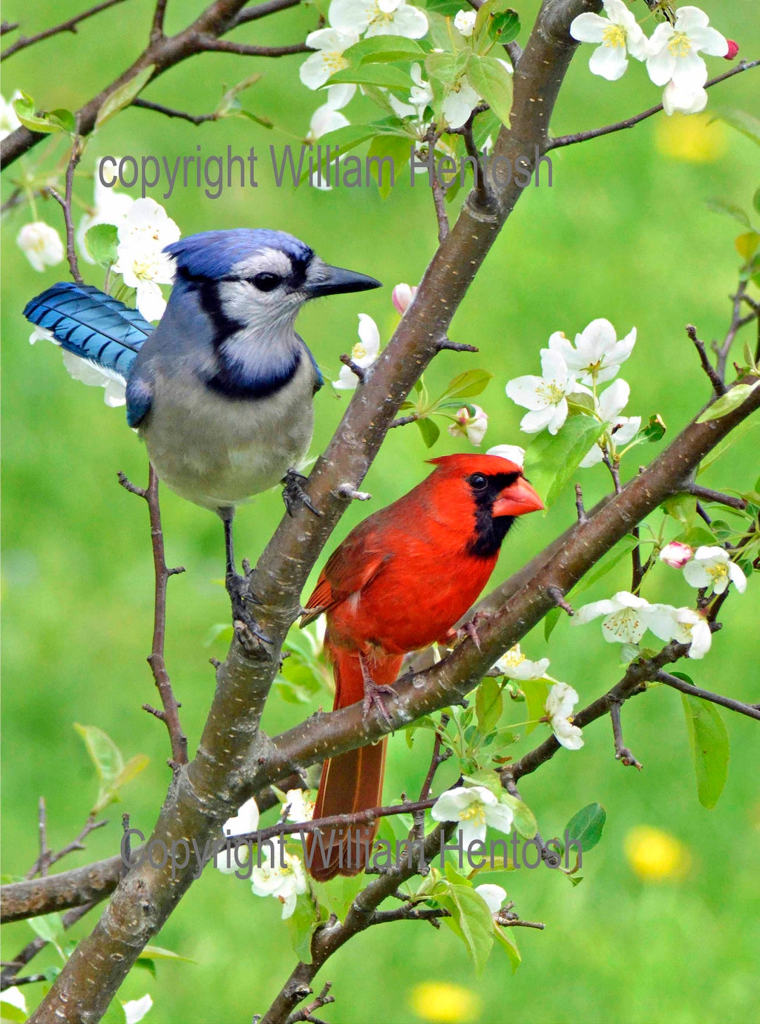 Blue Jay And Cardinal And Oriole