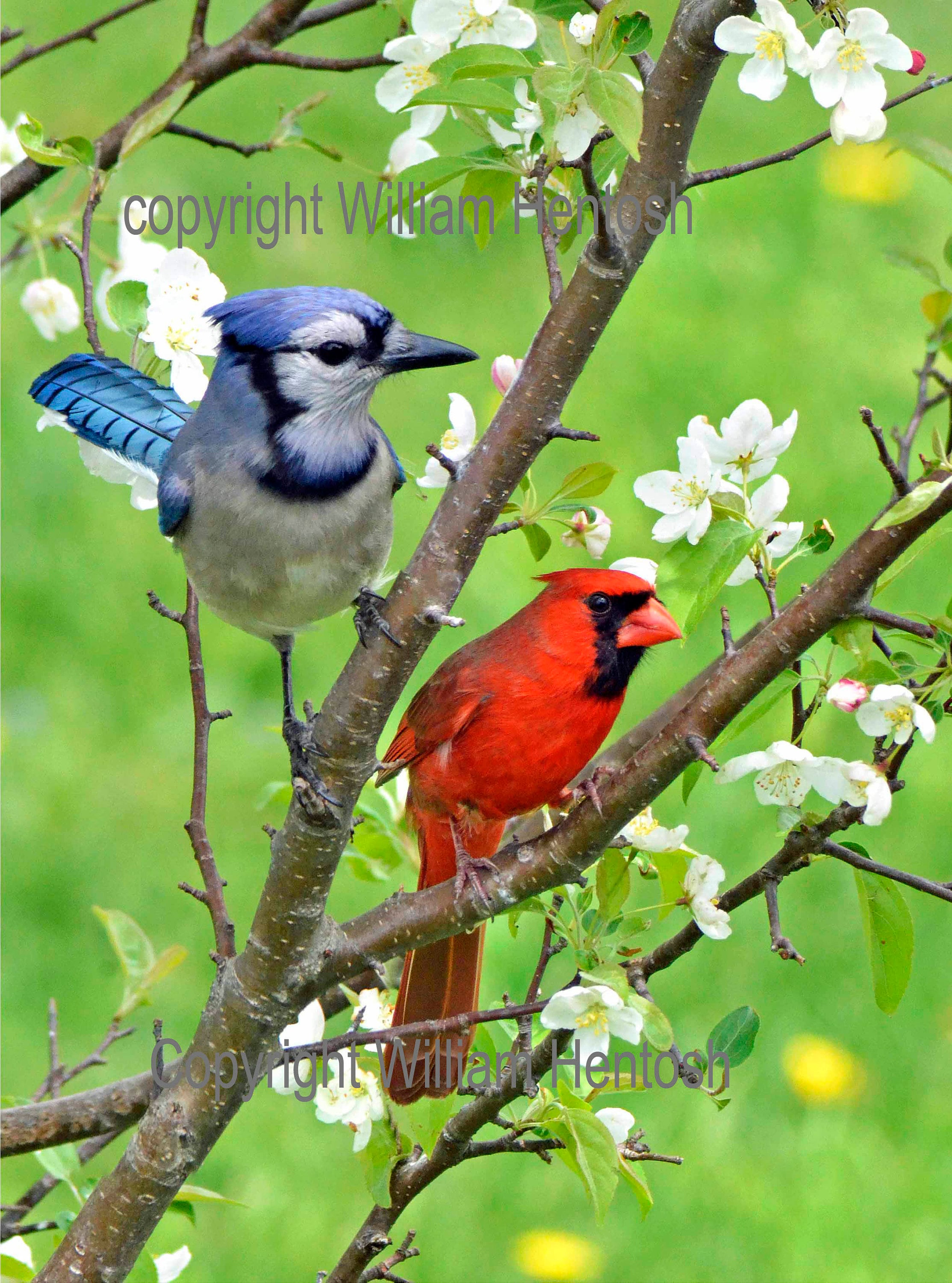 Cardinal Blue Jay & Panoramic Size With Red Bellied - Etsy UK