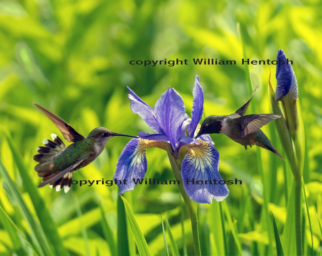 Hummingbirds, Ruby Throated, Male and Female, Photography, Two Humming ...