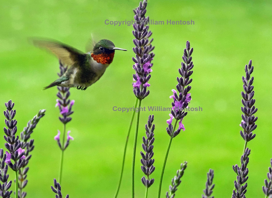 Hummingbird, Ruby Throat-ed, Photography, Lavender Flowers, Ruby ...