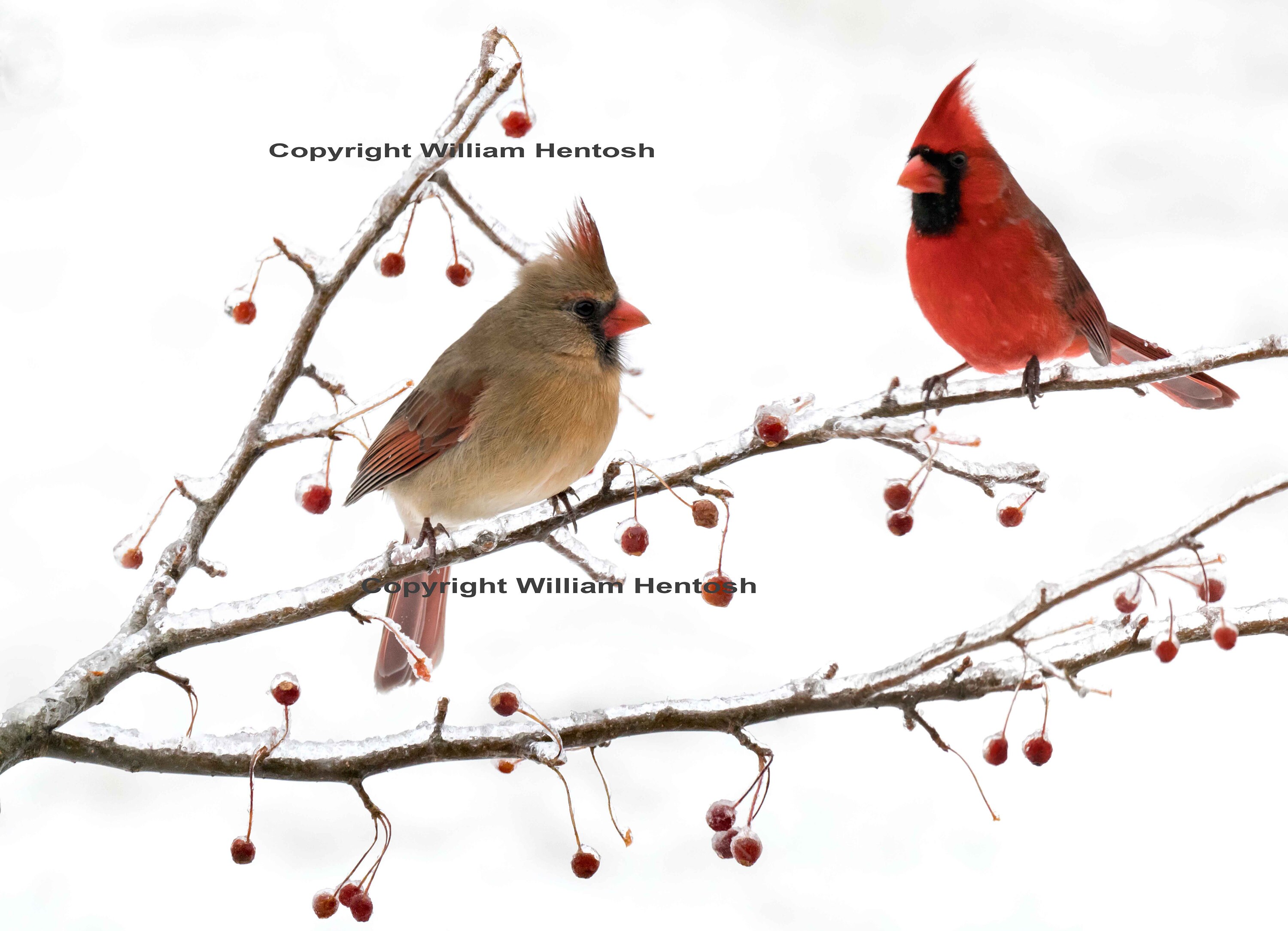 Cardinals, Photography, Cardinal Pair, Male and Female Cardinal, Winter Cardinals, Photo ...