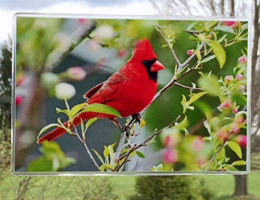 Cardinal, Male, Photography, Print for Framing, Also Available as a ...