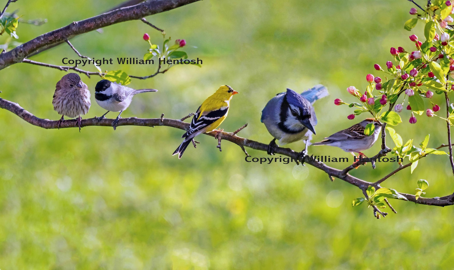 Spring Bird Gathering, Photography, Blue Jay, Goldfinch, Chickadee ...