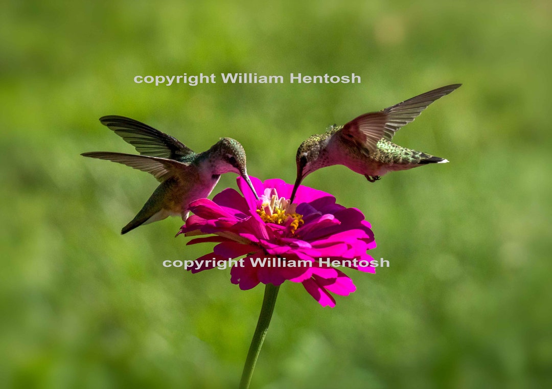 Hummingbirds, Ruby Throated, Photography, Bird Wildlife Photo, Male and ...