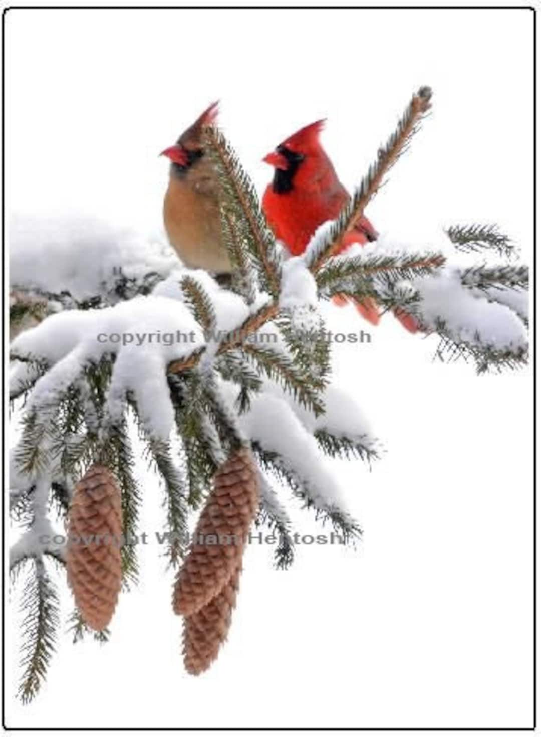 Cardinals, Holiday Cards, or Prints,, Photography, Male Cardinal ...