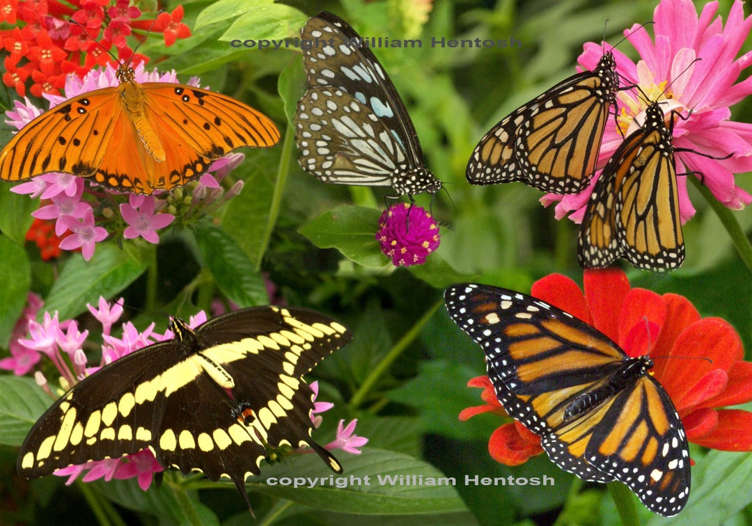 Butterfly Composite, Monarchs, Gulf Fritillary, Giant Swallowtail ...