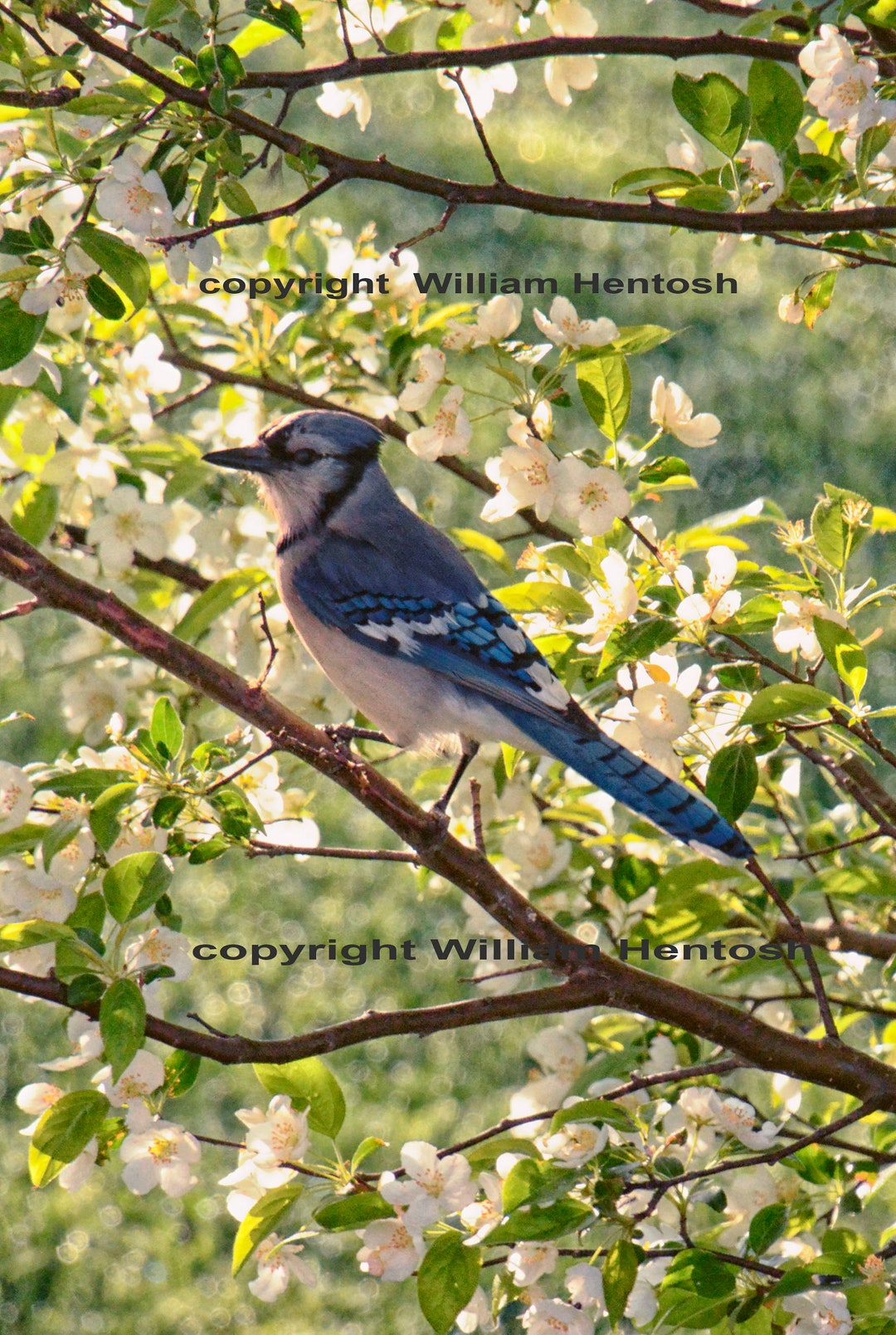 Blue Jay, Vertical Format. Photography, Print, Spring Bluejay,, Fine ...